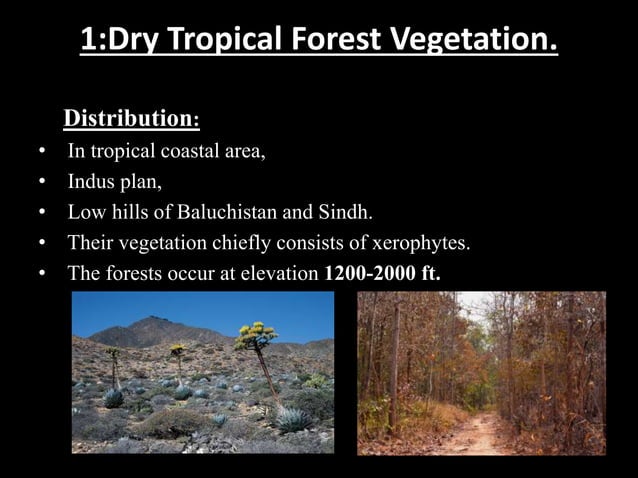 Local vegetation of pakistan.. | PPT | Geography | Science