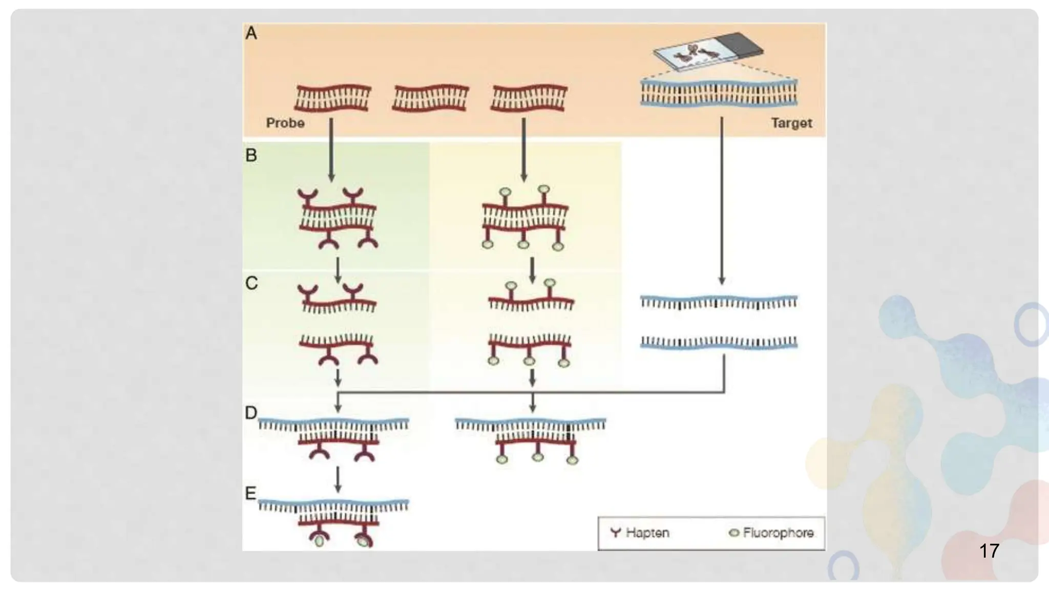 Locating and isolating a gene, FISH, GISH, Chromosome walking and ...