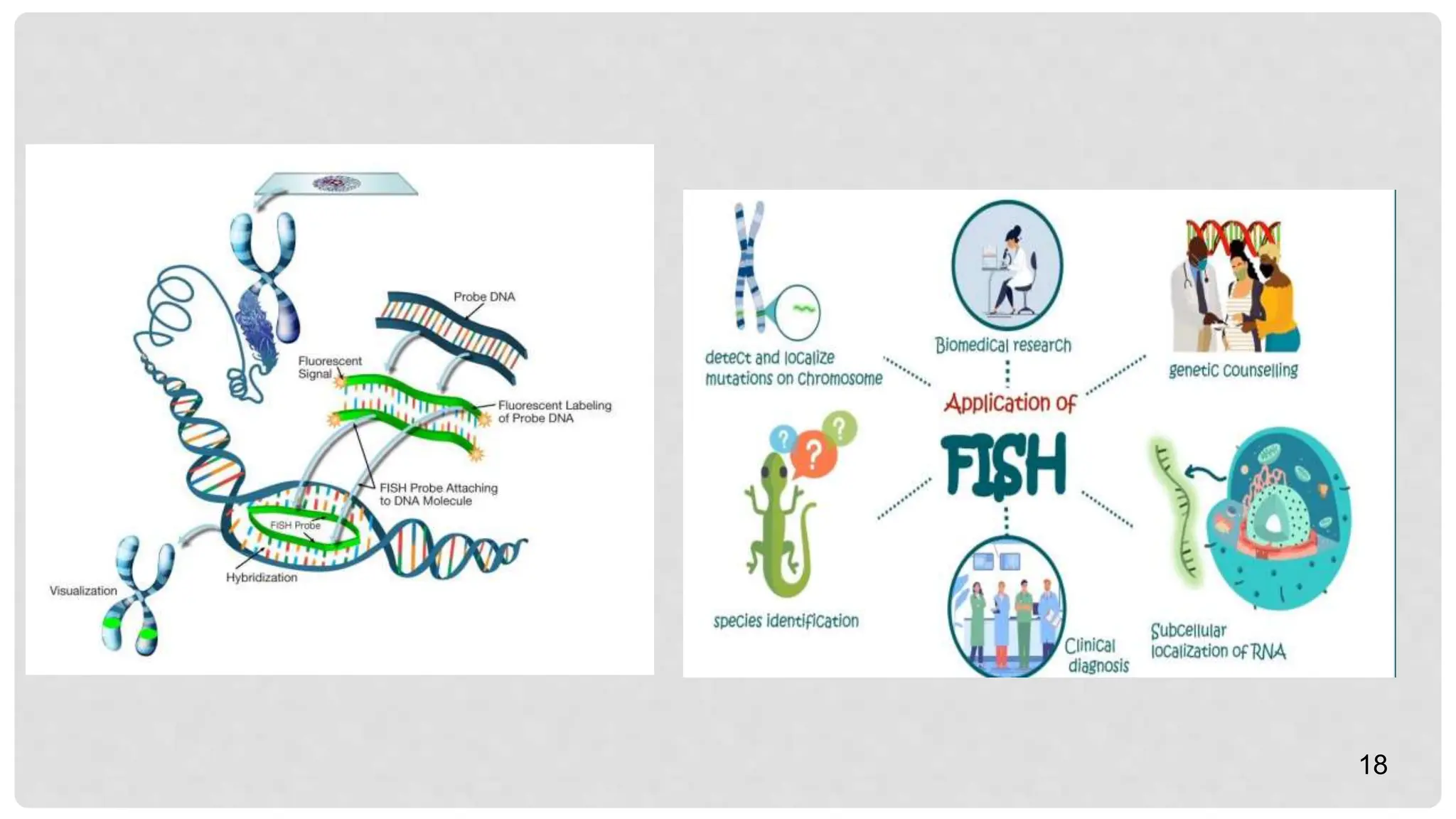 Locating and isolating a gene, FISH, GISH, Chromosome walking and ...