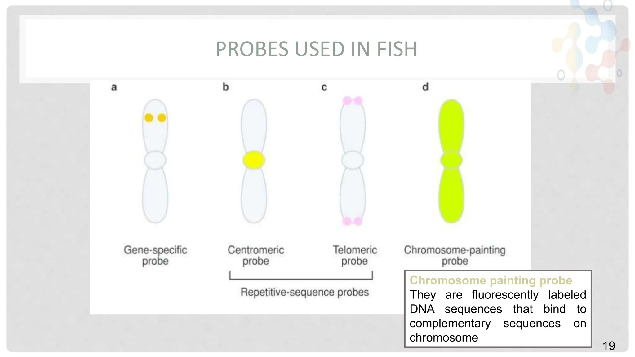 Locating and isolating a gene, FISH, GISH, Chromosome walking and ...