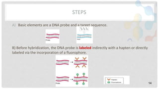 Locating and isolating a gene, FISH, GISH, Chromosome walking and ...
