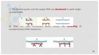 Locating and isolating a gene, FISH, GISH, Chromosome walking and ...
