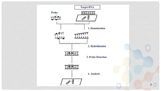 Locating and isolating a gene, FISH, GISH, Chromosome walking and ...