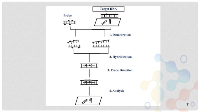 Locating and isolating a gene, FISH, GISH, Chromosome walking and ...