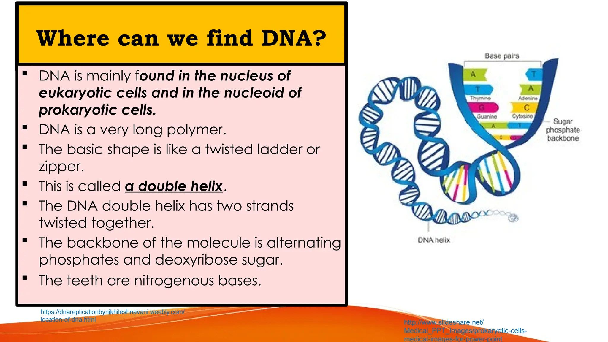 Genes Location in the cell important understanding about heredity | PPTX