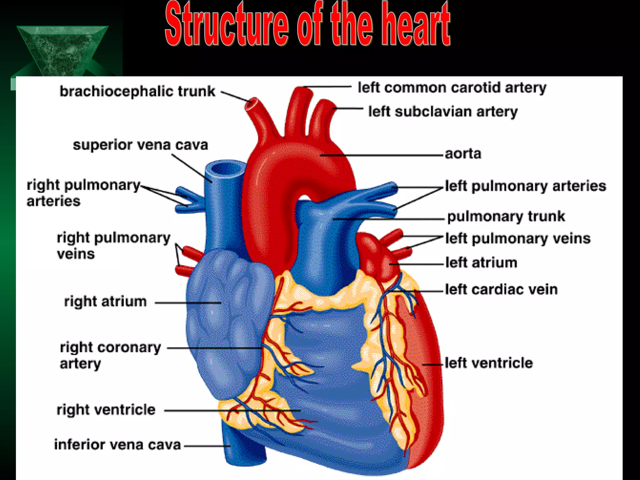 Location & structure of the heart | PPT