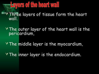 Location & structure of the heart | PPT
