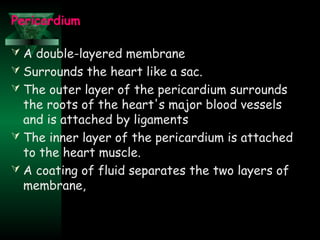 Location & structure of the heart | PPT