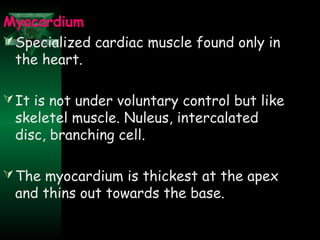 Location & structure of the heart | PPT