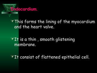 Location & structure of the heart | PPT
