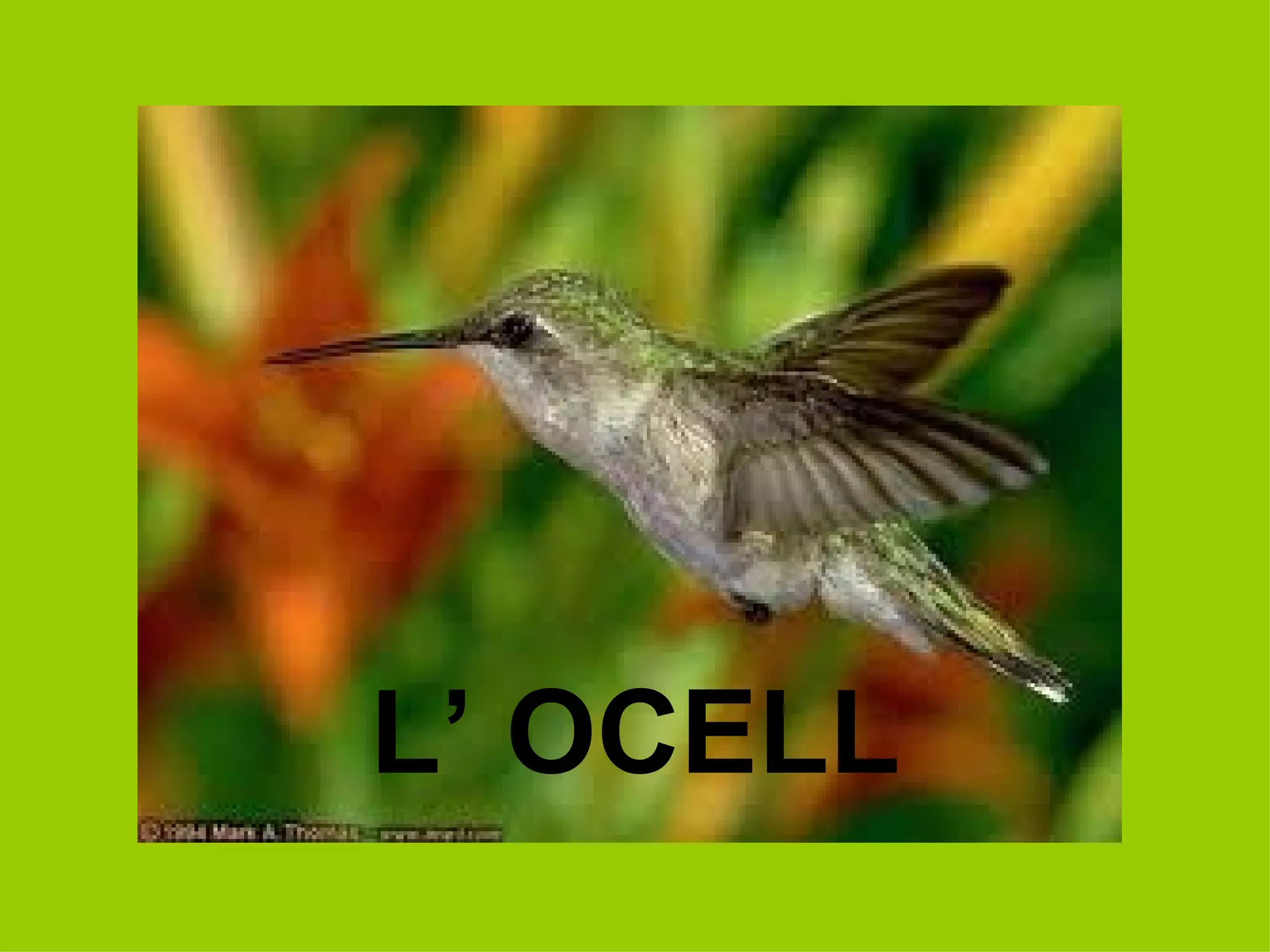L'ocell p4 a | PPT