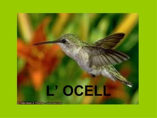 L'ocell p4 a | PPT