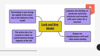 Lock and key model & induced fit model | PPTX