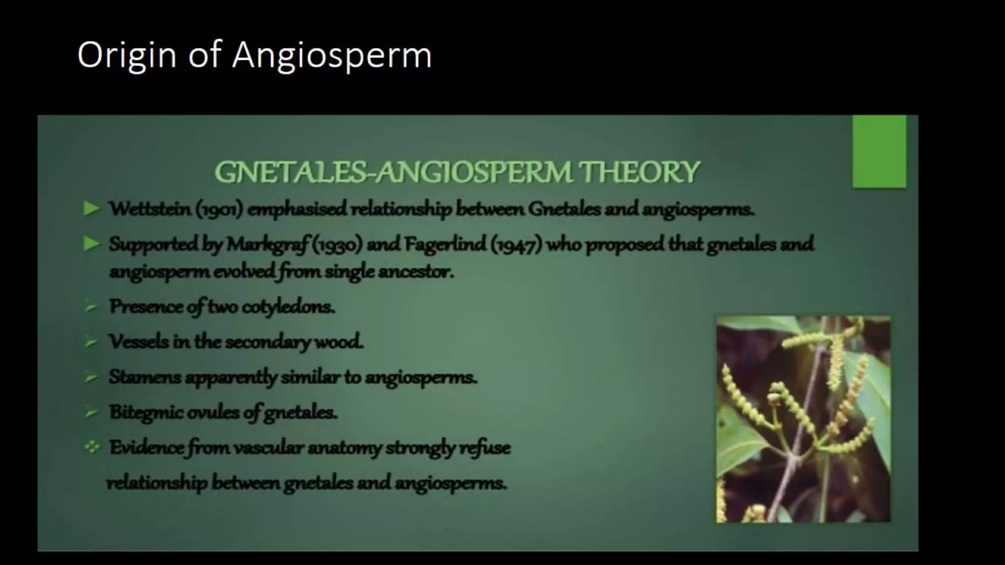 Sailent feature of Angiosperm.pptx