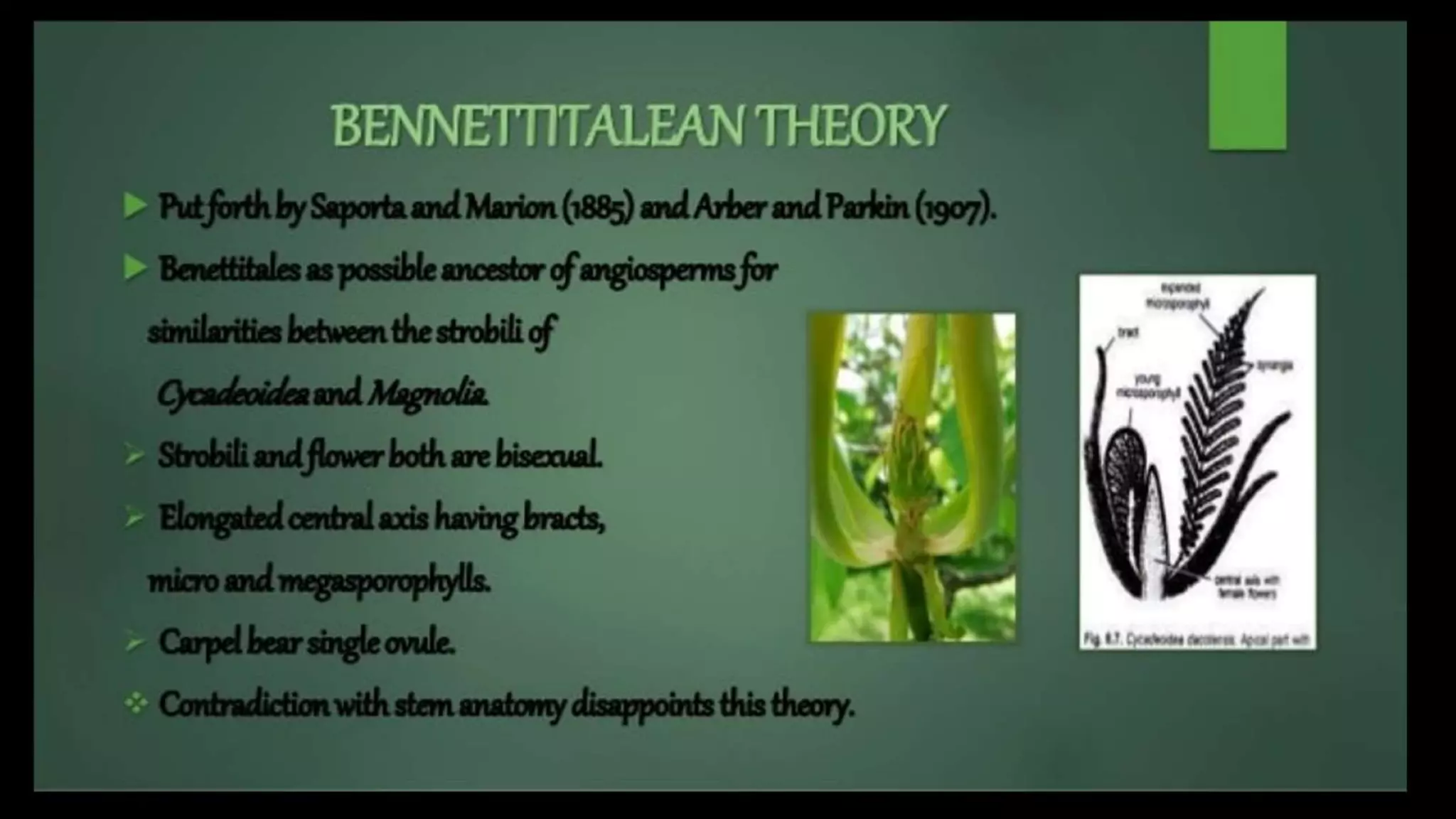 Sailent feature of Angiosperm.pptx