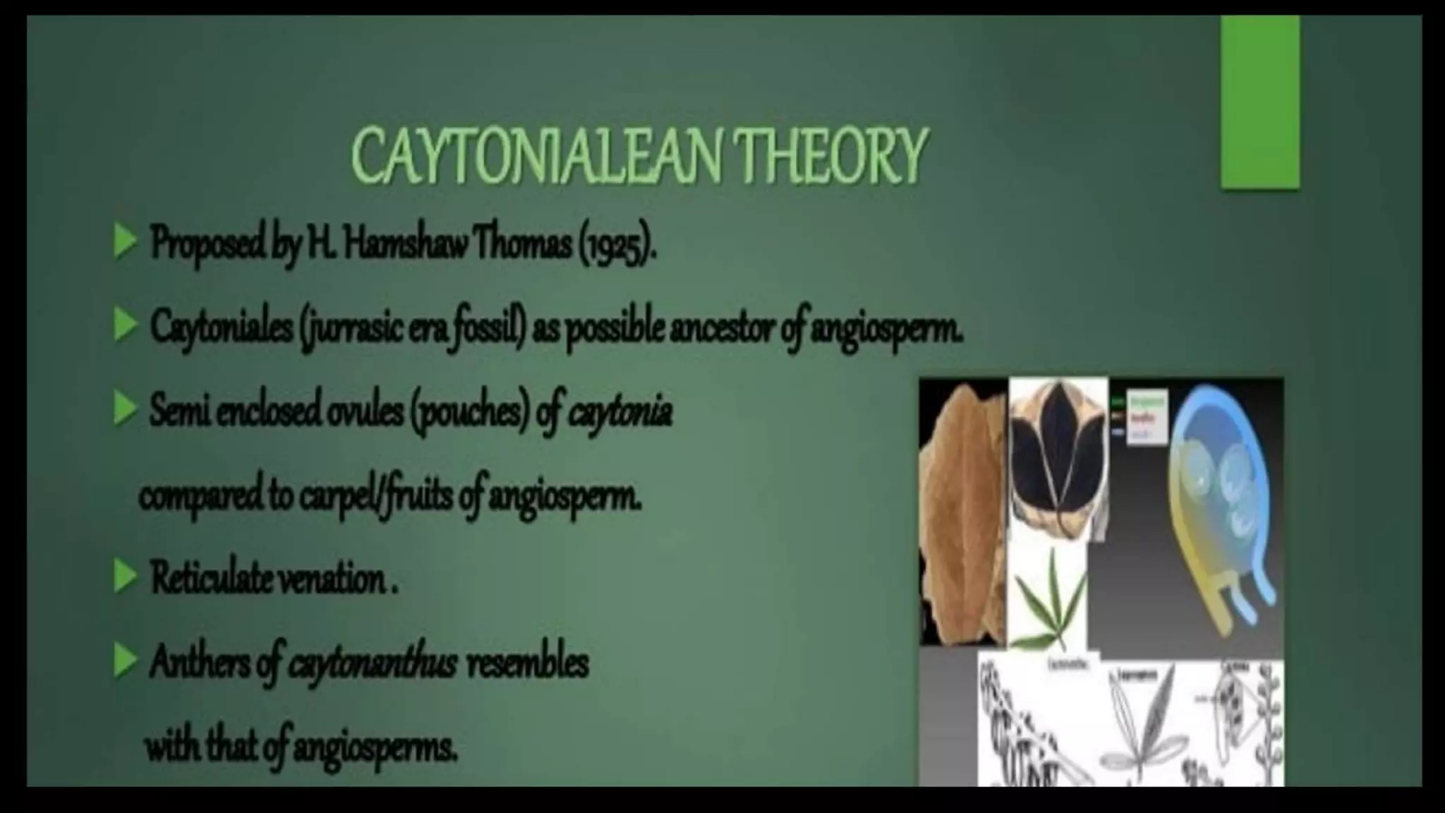 Sailent feature of Angiosperm.pptx