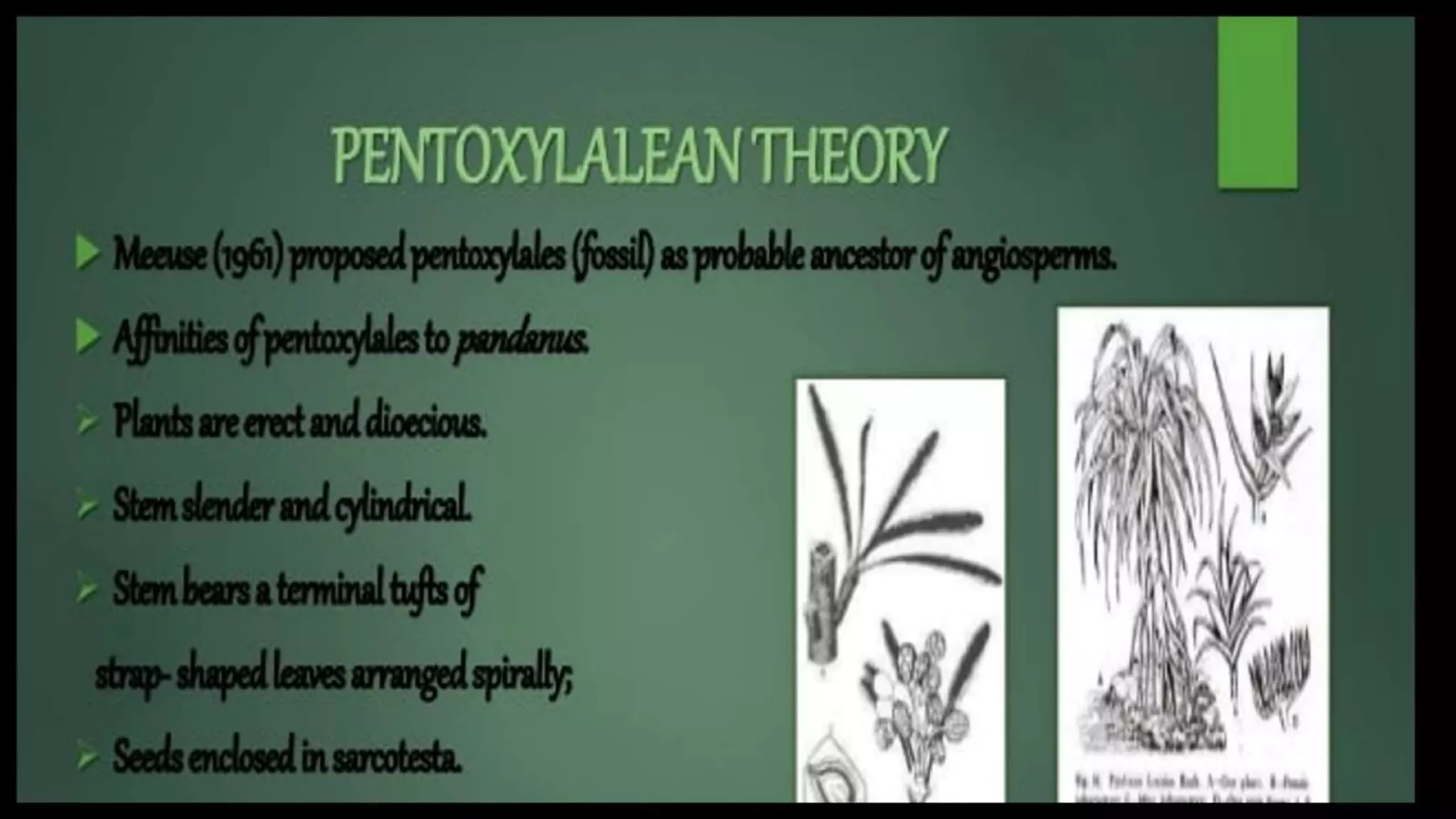 Sailent feature of Angiosperm.pptx