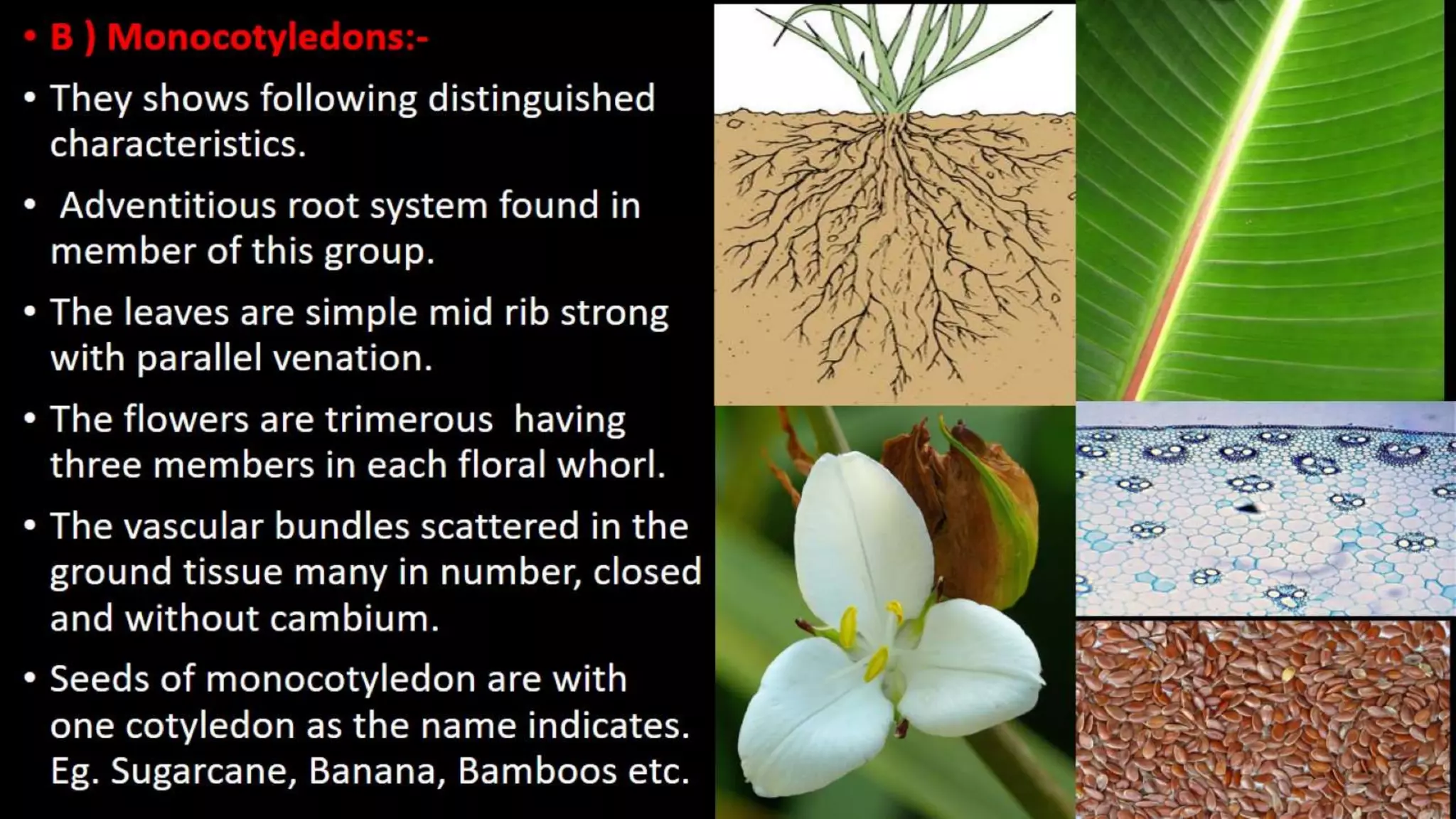 Sailent feature of Angiosperm.pptx