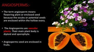 Sailent feature of Angiosperm.pptx