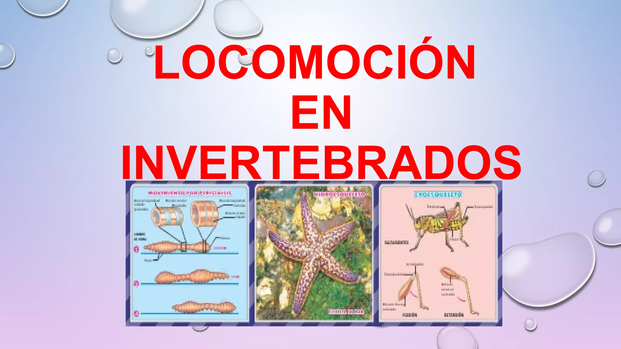 TIPOS DE LOCOMOCIÓN EN DIVERSOS SERES VIVOS | PPT