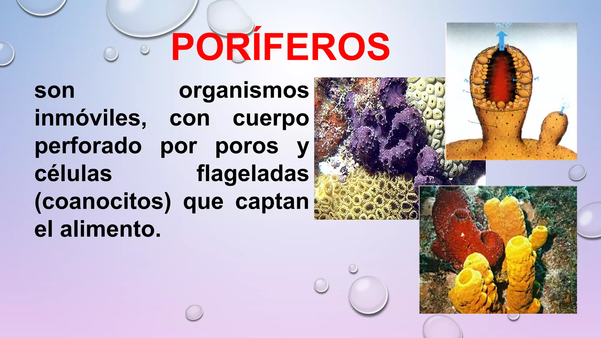 TIPOS DE LOCOMOCIÓN EN DIVERSOS SERES VIVOS | PPT