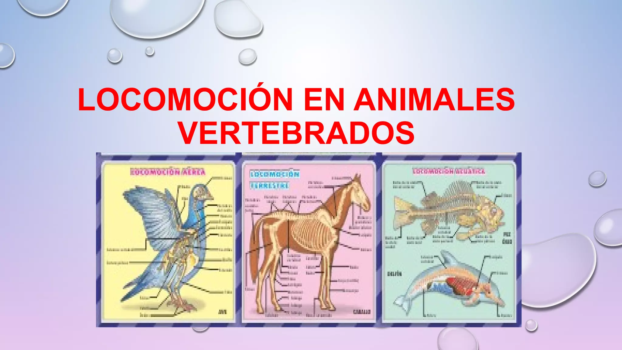 TIPOS DE LOCOMOCIÓN EN DIVERSOS SERES VIVOS | PPT