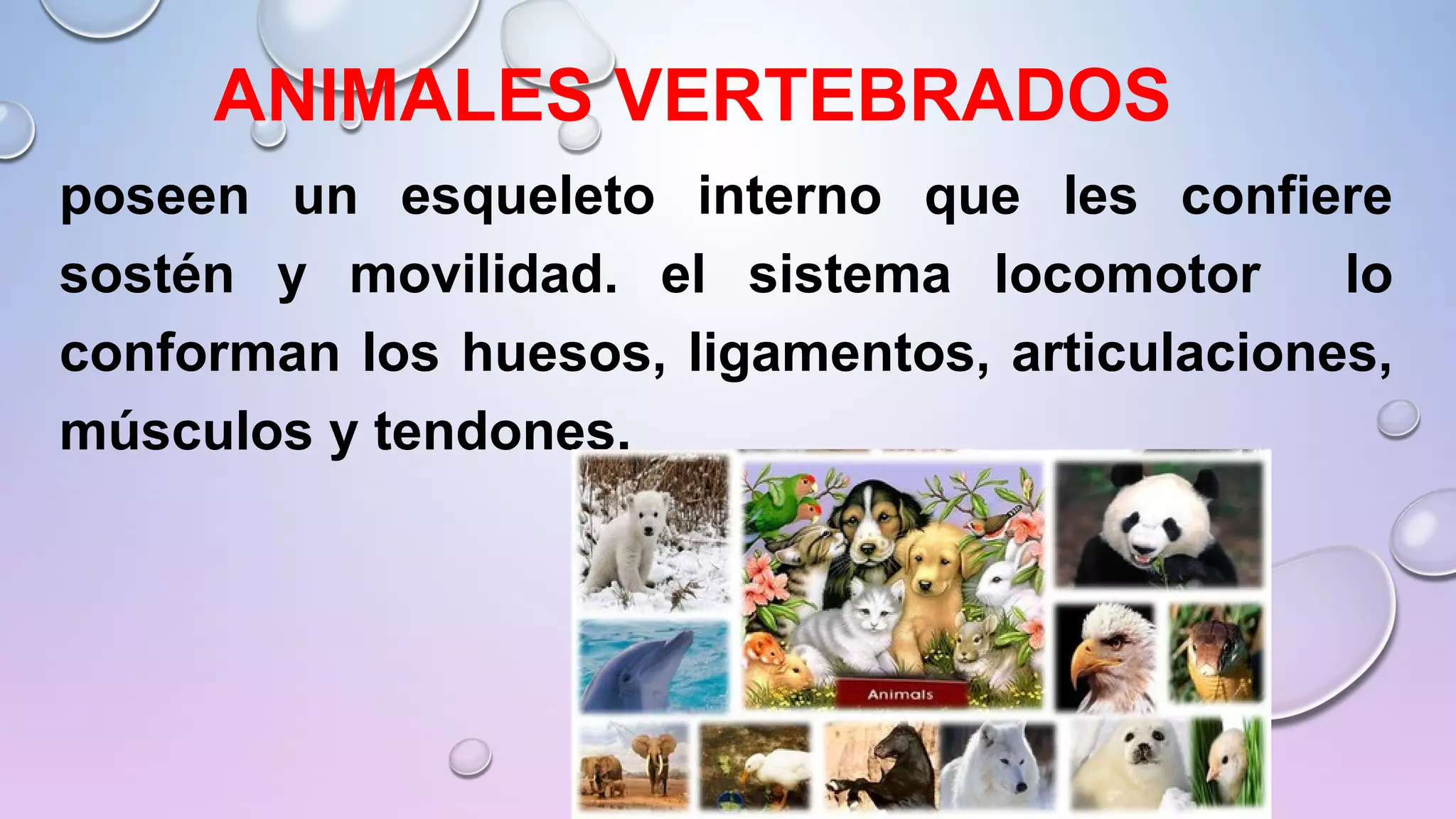 TIPOS DE LOCOMOCIÓN EN DIVERSOS SERES VIVOS | PPT