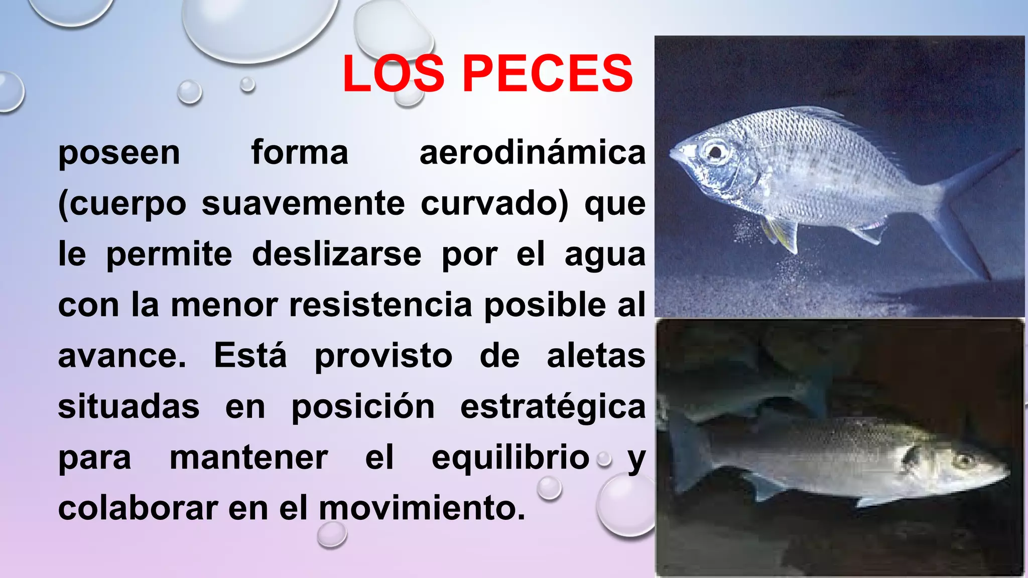 TIPOS DE LOCOMOCIÓN EN DIVERSOS SERES VIVOS | PPT