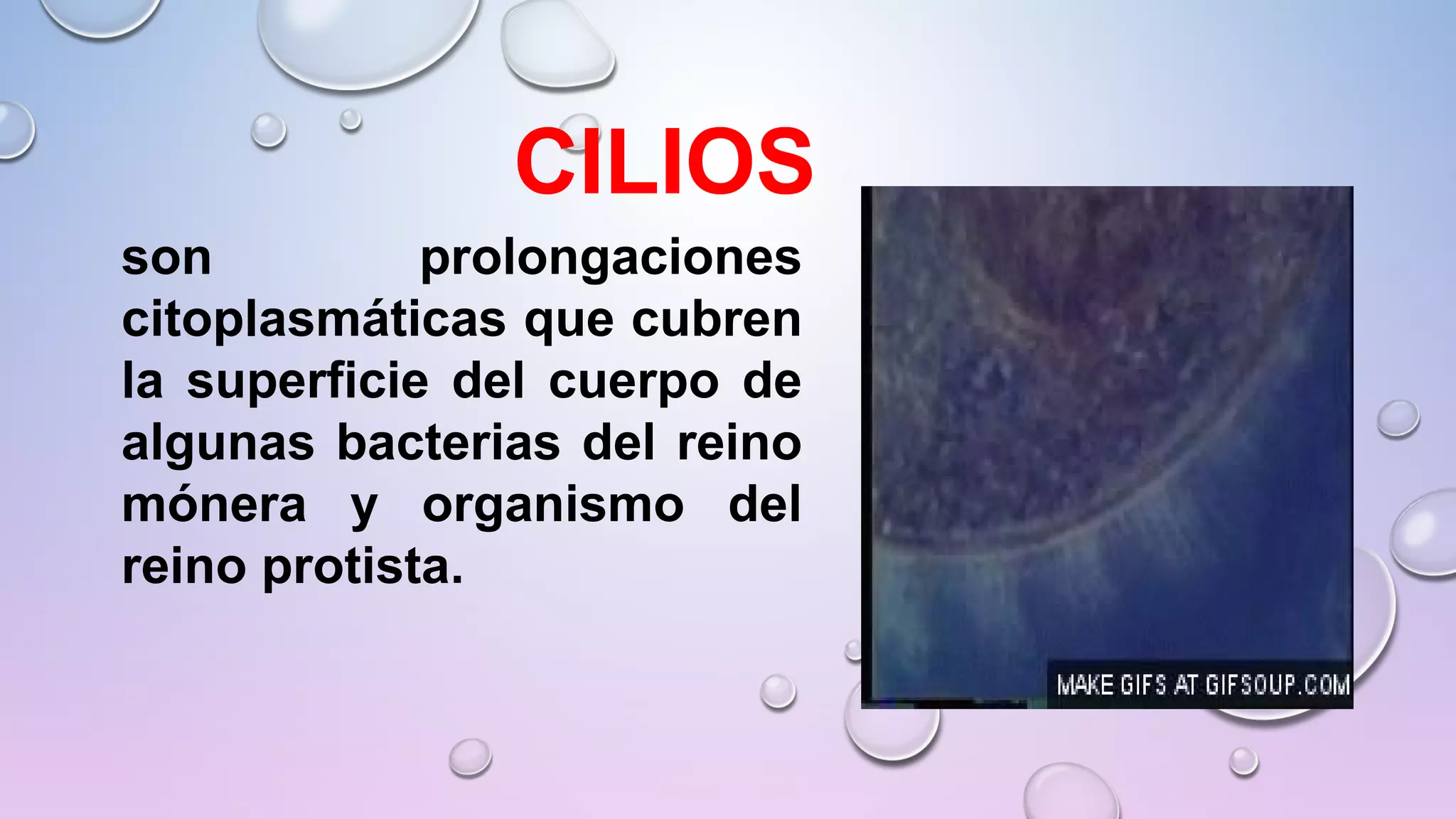 TIPOS DE LOCOMOCIÓN EN DIVERSOS SERES VIVOS | PPT