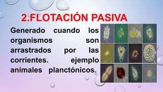 TIPOS DE LOCOMOCIÓN EN DIVERSOS SERES VIVOS | PPT
