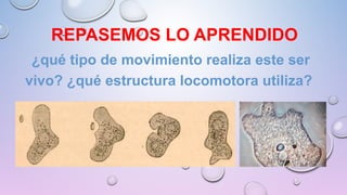 TIPOS DE LOCOMOCIÓN EN DIVERSOS SERES VIVOS | PPT