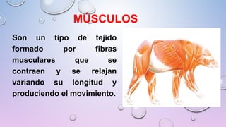 TIPOS DE LOCOMOCIÓN EN DIVERSOS SERES VIVOS | PPT