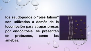 TIPOS DE LOCOMOCIÓN EN DIVERSOS SERES VIVOS | PPT