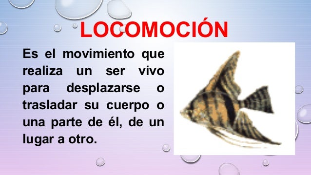 TIPOS DE LOCOMOCIÓN EN DIVERSOS SERES VIVOS