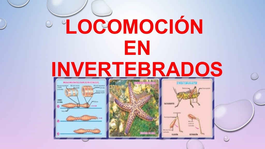 TIPOS DE LOCOMOCIÓN EN DIVERSOS SERES VIVOS