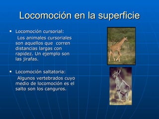 Locomocion | PPT