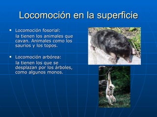 Locomocion | PPT