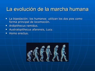Locomocion | PPT