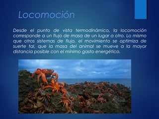 Locomocion y movimiento | PPT