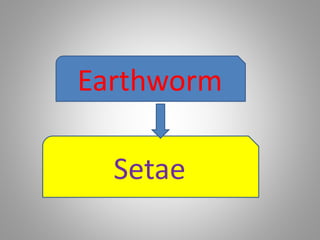Locomotary organs in animals | PPTX