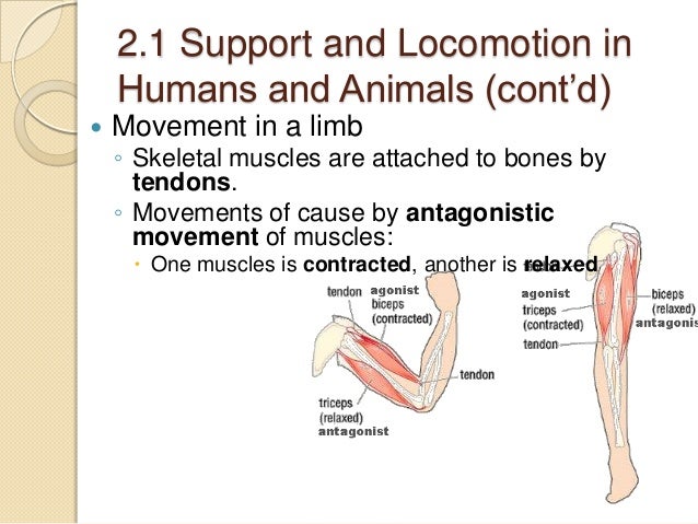Locomotion and-support