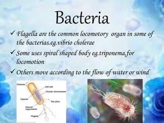 Locomotion various type | PPTX | Biological Sciences | Science