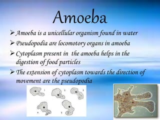 Locomotion various type | PPT