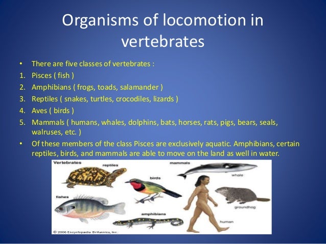 Locomotion and movement