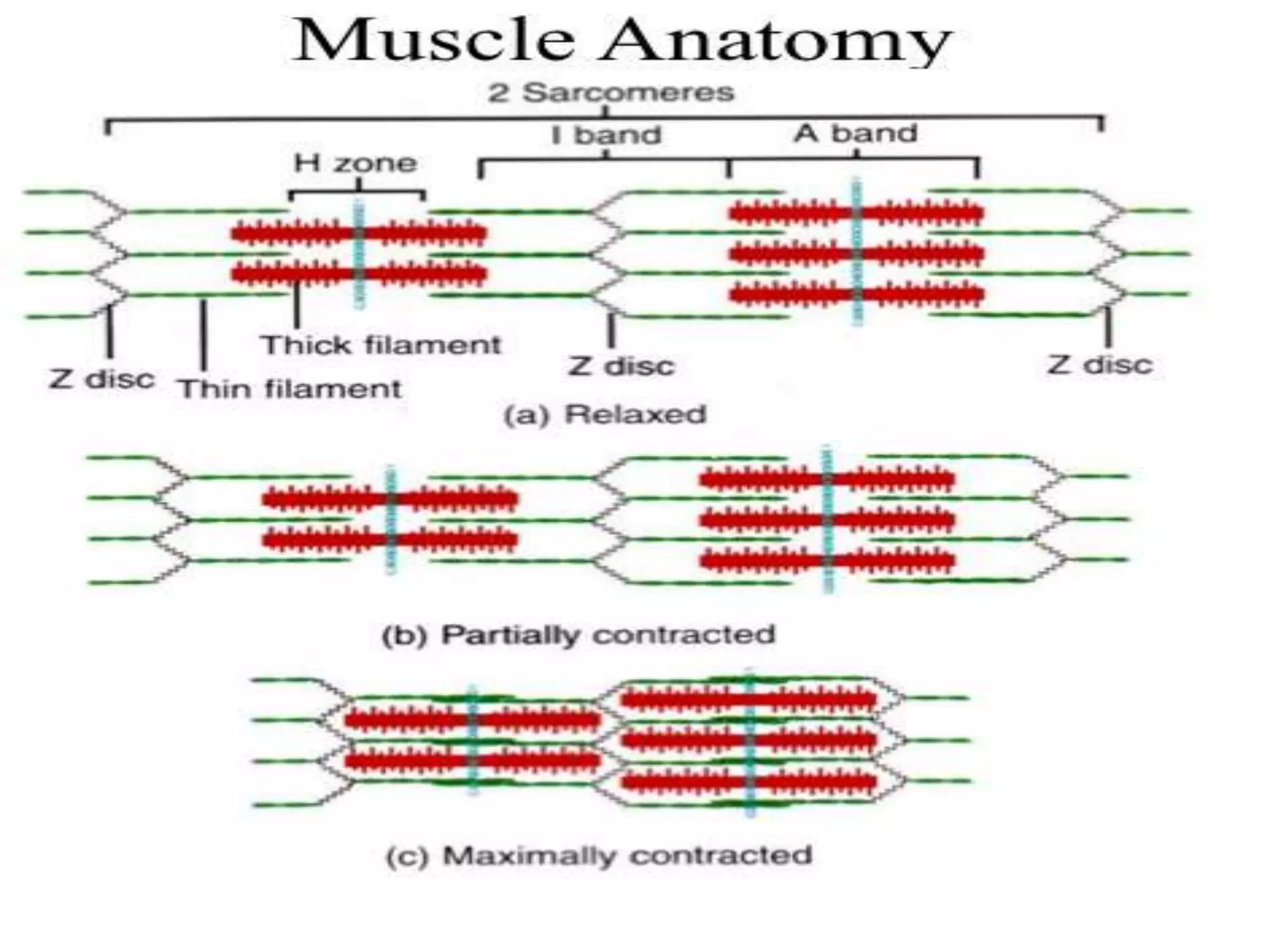Locomotion and movement In Humans | PPTX