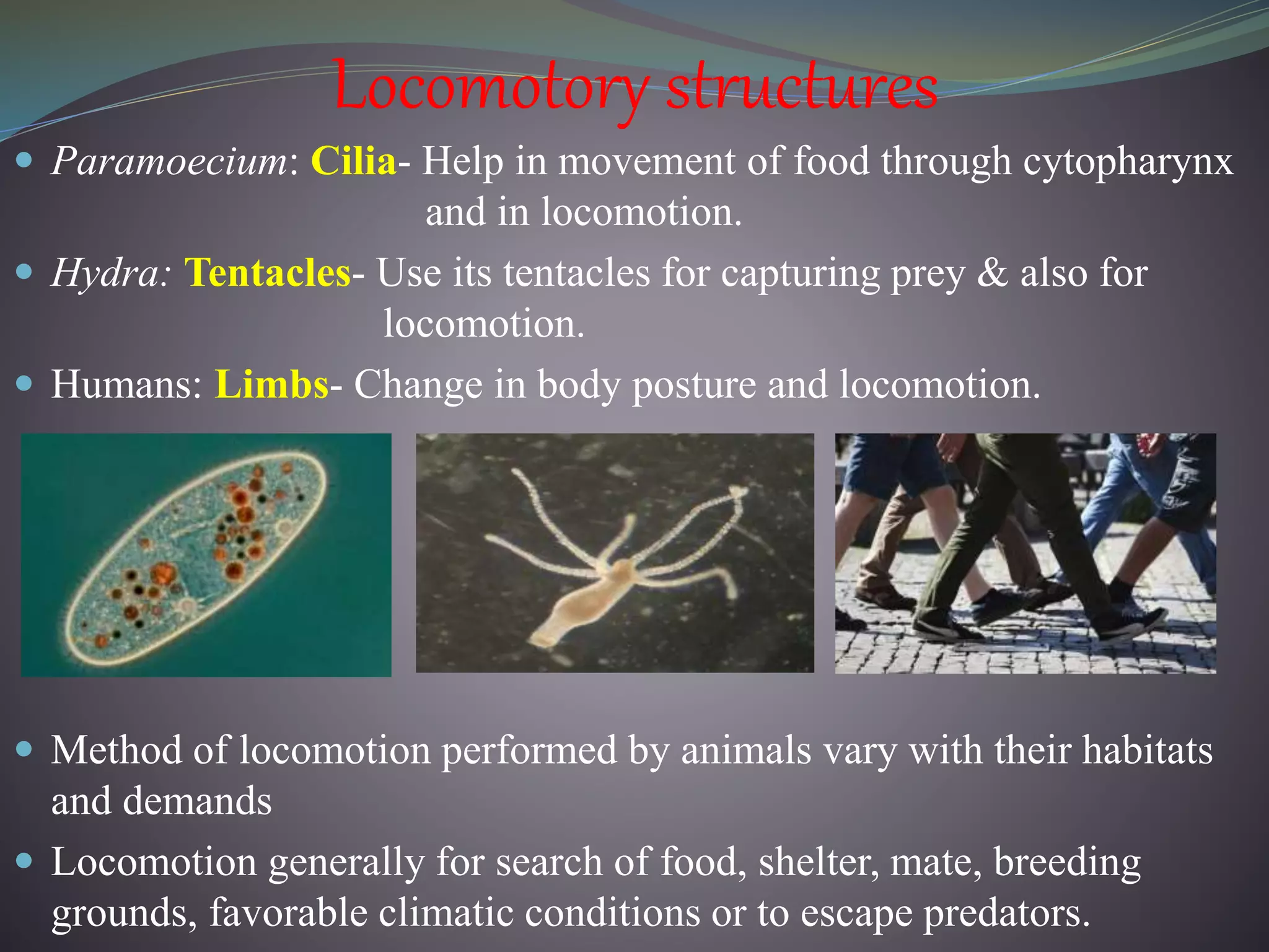 Locomotion and movement In Humans | PPTX