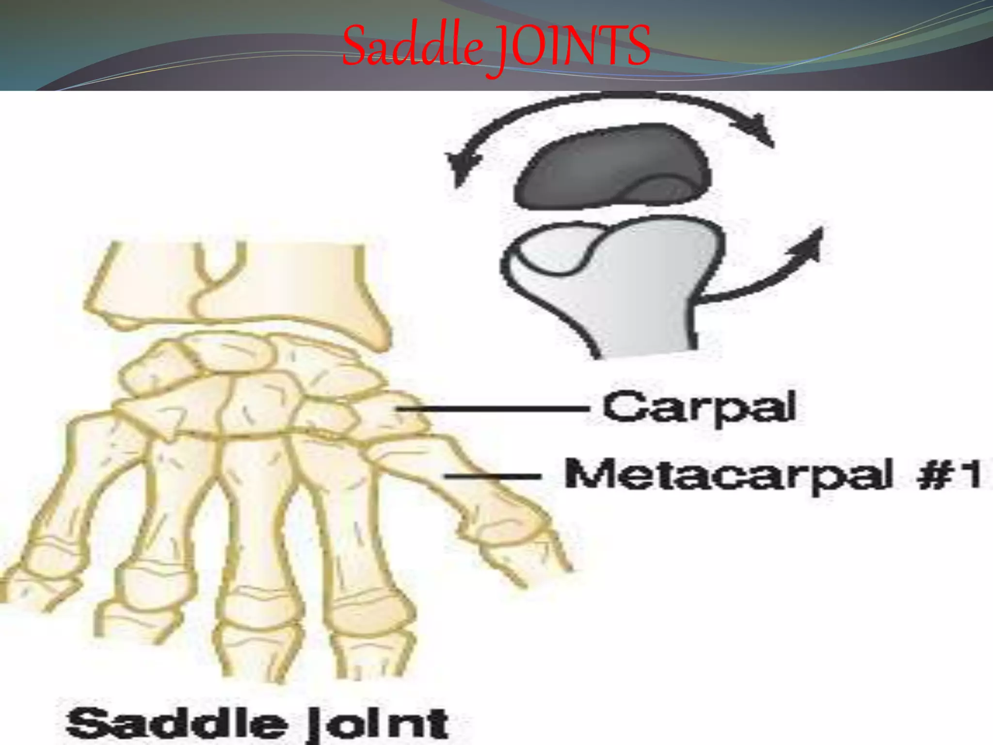 Locomotion and movement In Humans | PPTX