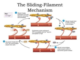 Locomotion and movement In Humans | PPTX