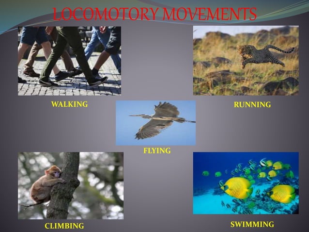 Locomotion and movement In Humans | PPTX | Death, Injury, or Military ...