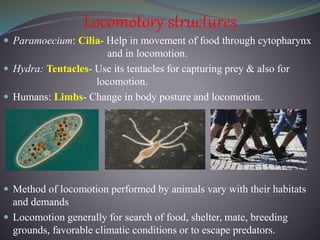 Locomotion and movement In Humans | PPTX